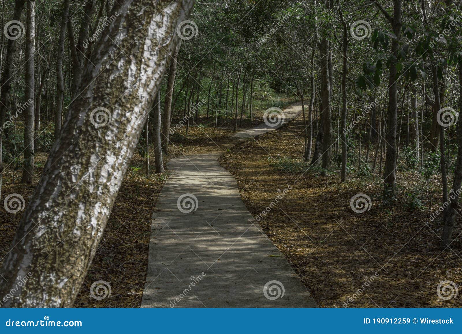 Gray Path Leading through a Green Gloomy Park Stock Image - Image of ...