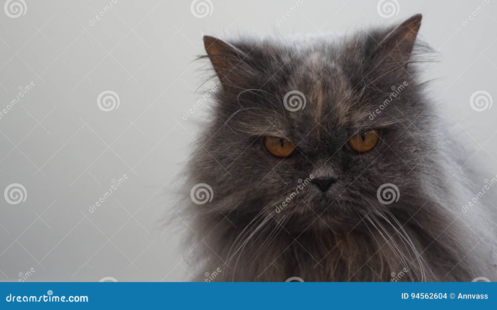 Gray Persian Cat stock foto. Image of grijs, huis, bont - 94562604