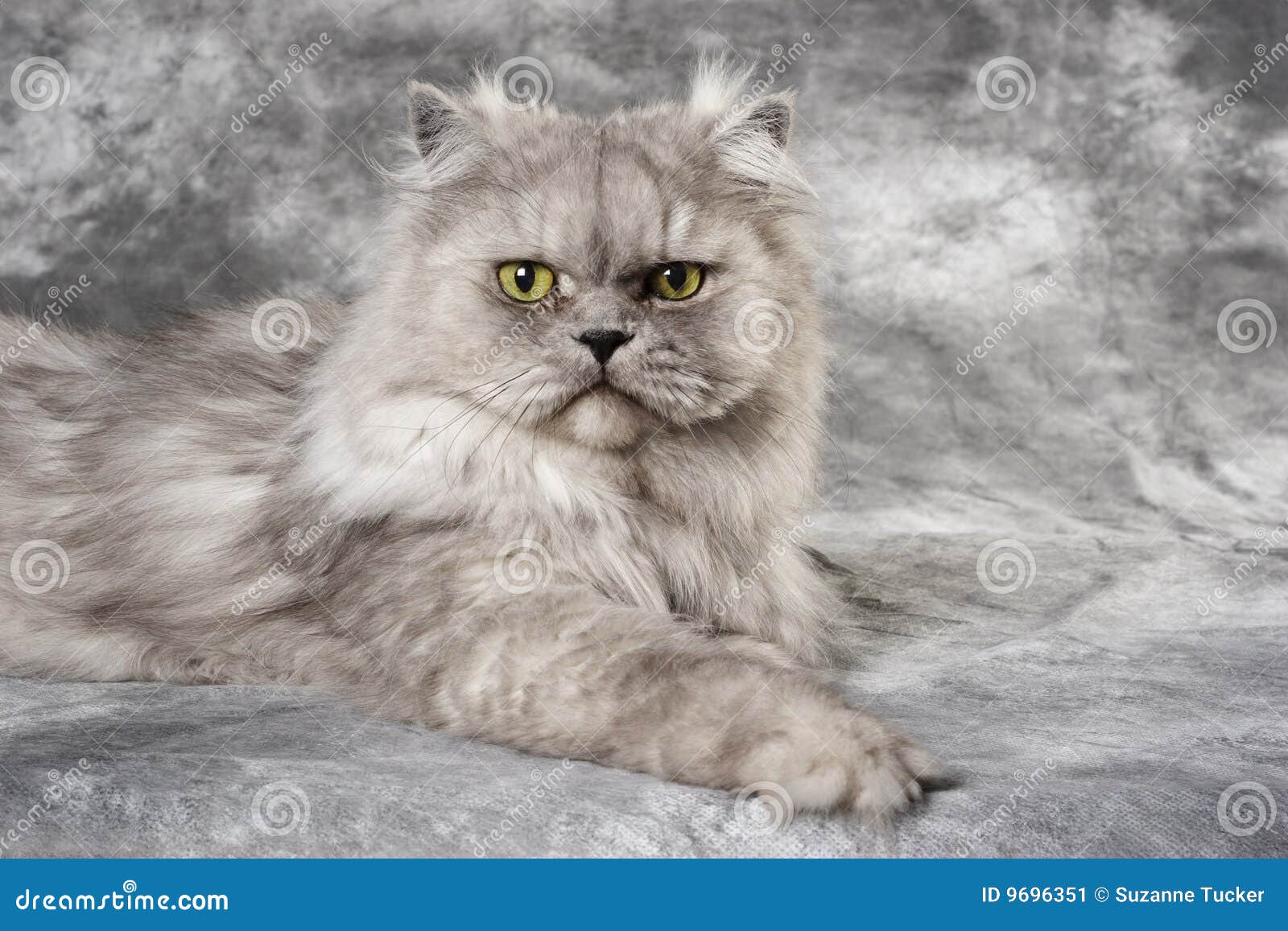 Gray Persian Cat stock image. Image of haired, persian - 9696351