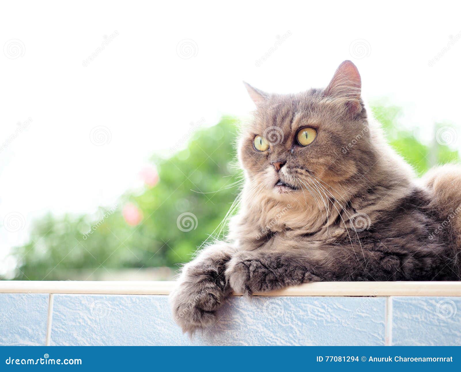 Gray Persian Cat Looking Forward Stock Photo - Image of camera, park ...