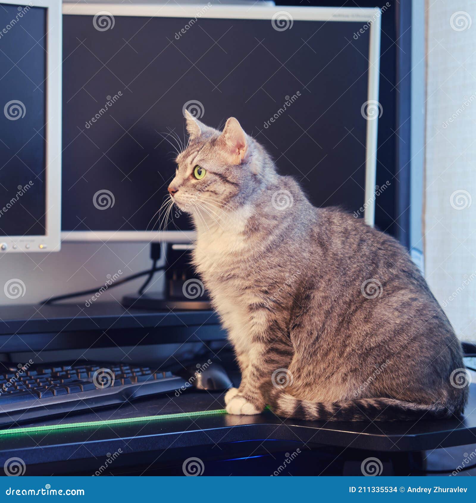 Gray Pet on a Computer Table with Two Monitors Near the Mouse and ...