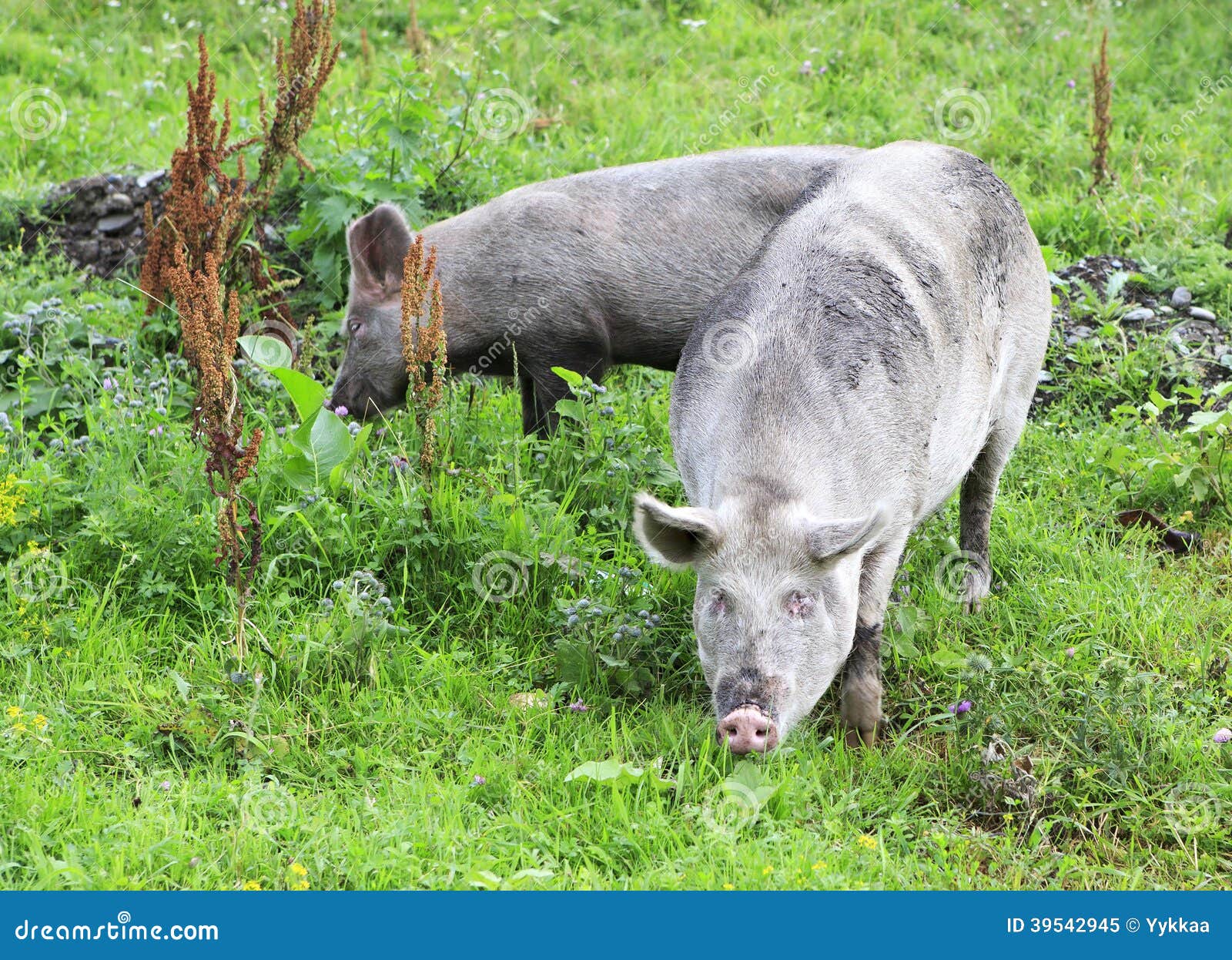 Gray pig and calf. stock image. Image of mother, summer - 39542945