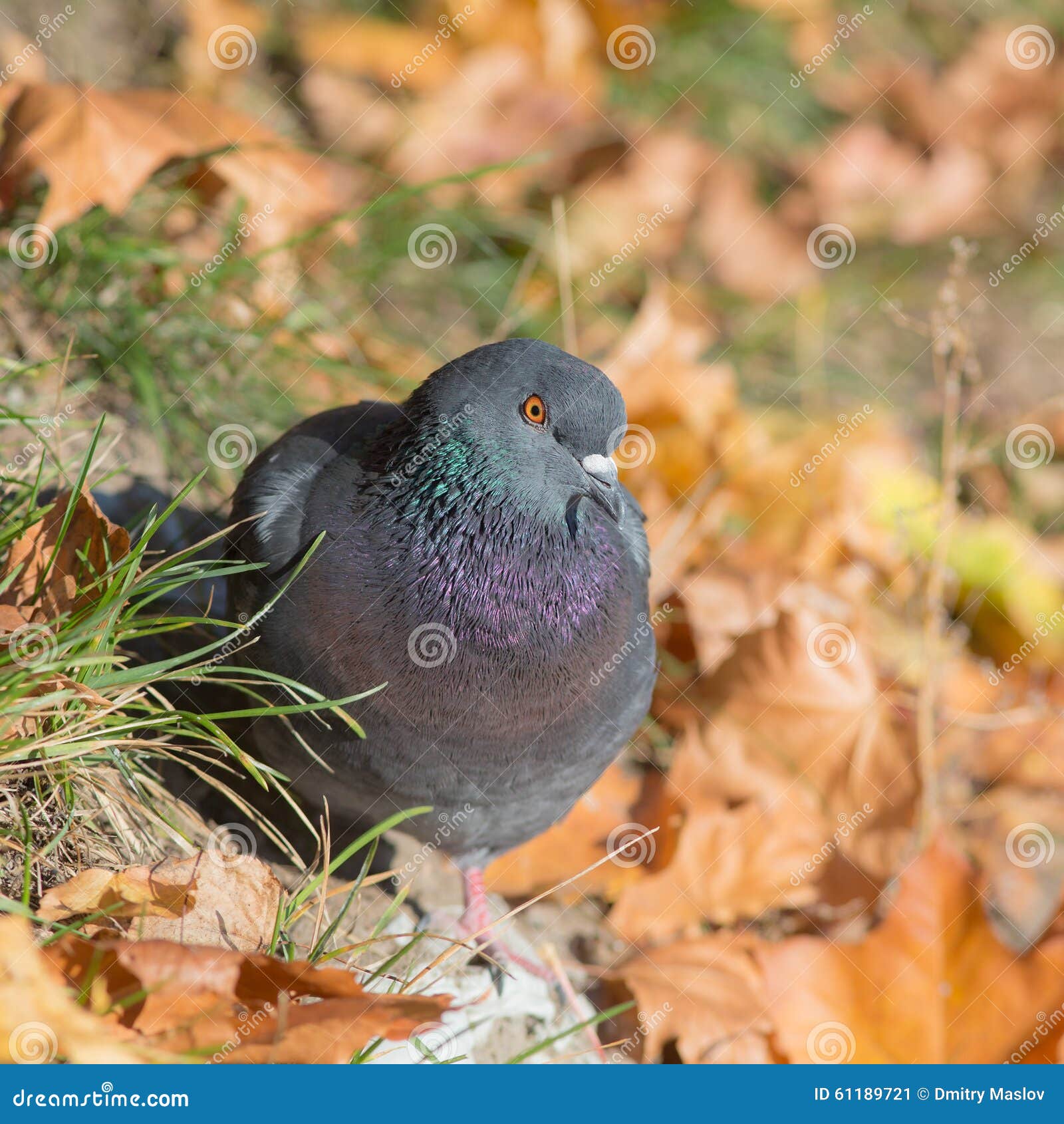 Gray pigeon closeup stock image. Image of tranquil, yellow - 61189721