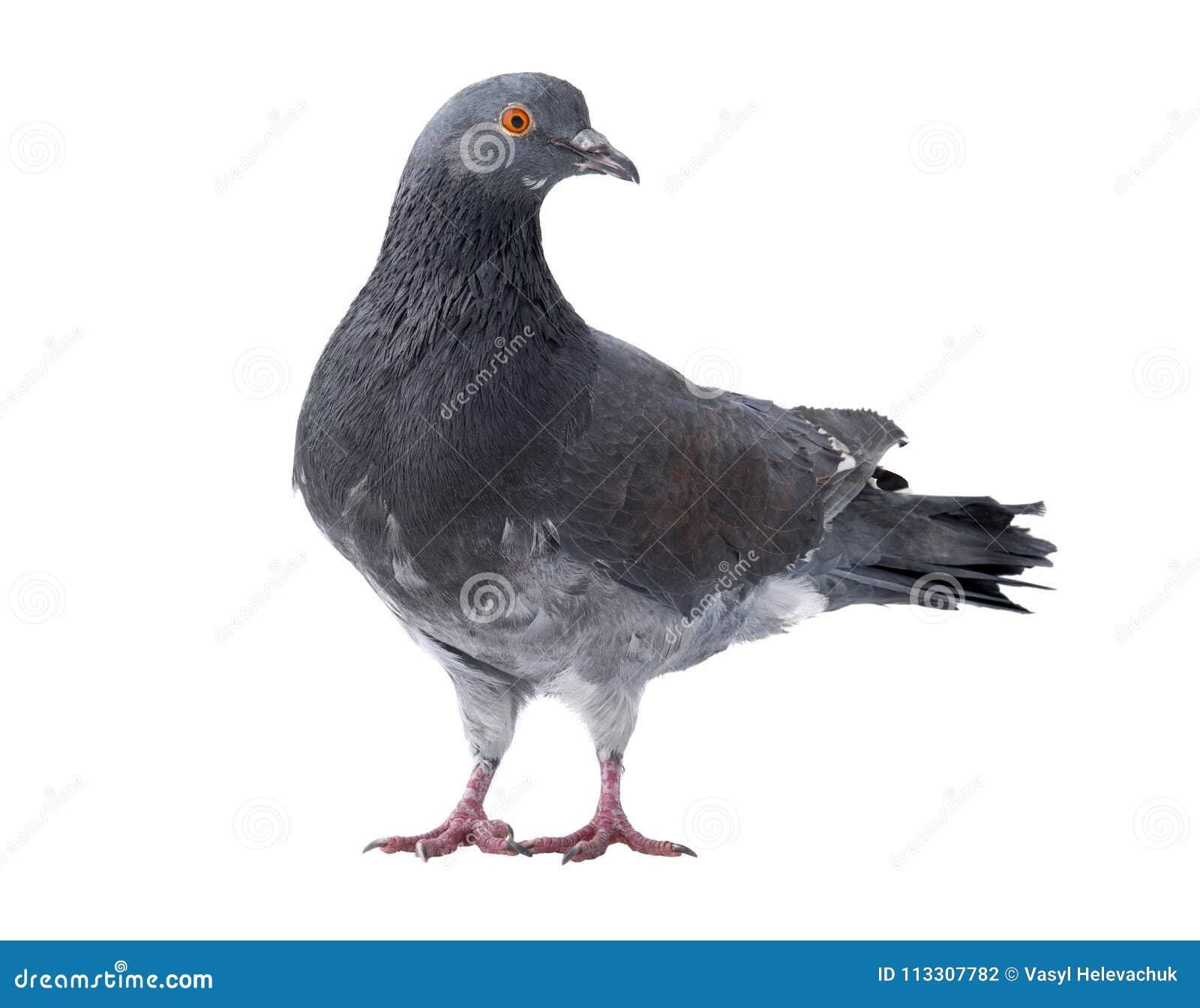Gray pigeon stock photo. Image of nature, animal, color - 113307782