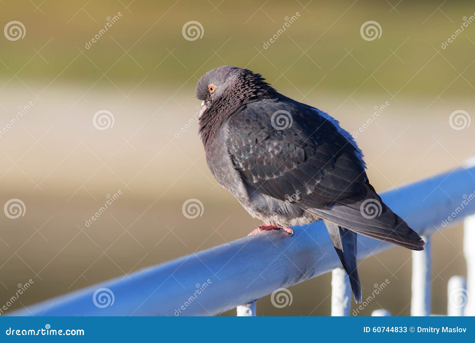 Gray pigeon stock image. Image of sunlight, dove, gray - 60744833