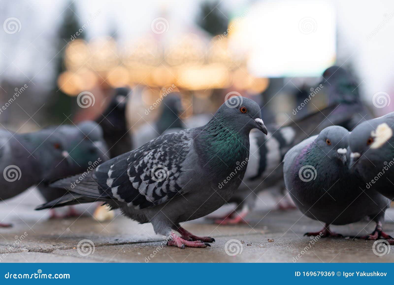 Gray pigeons on the square stock image. Image of urban - 169679369