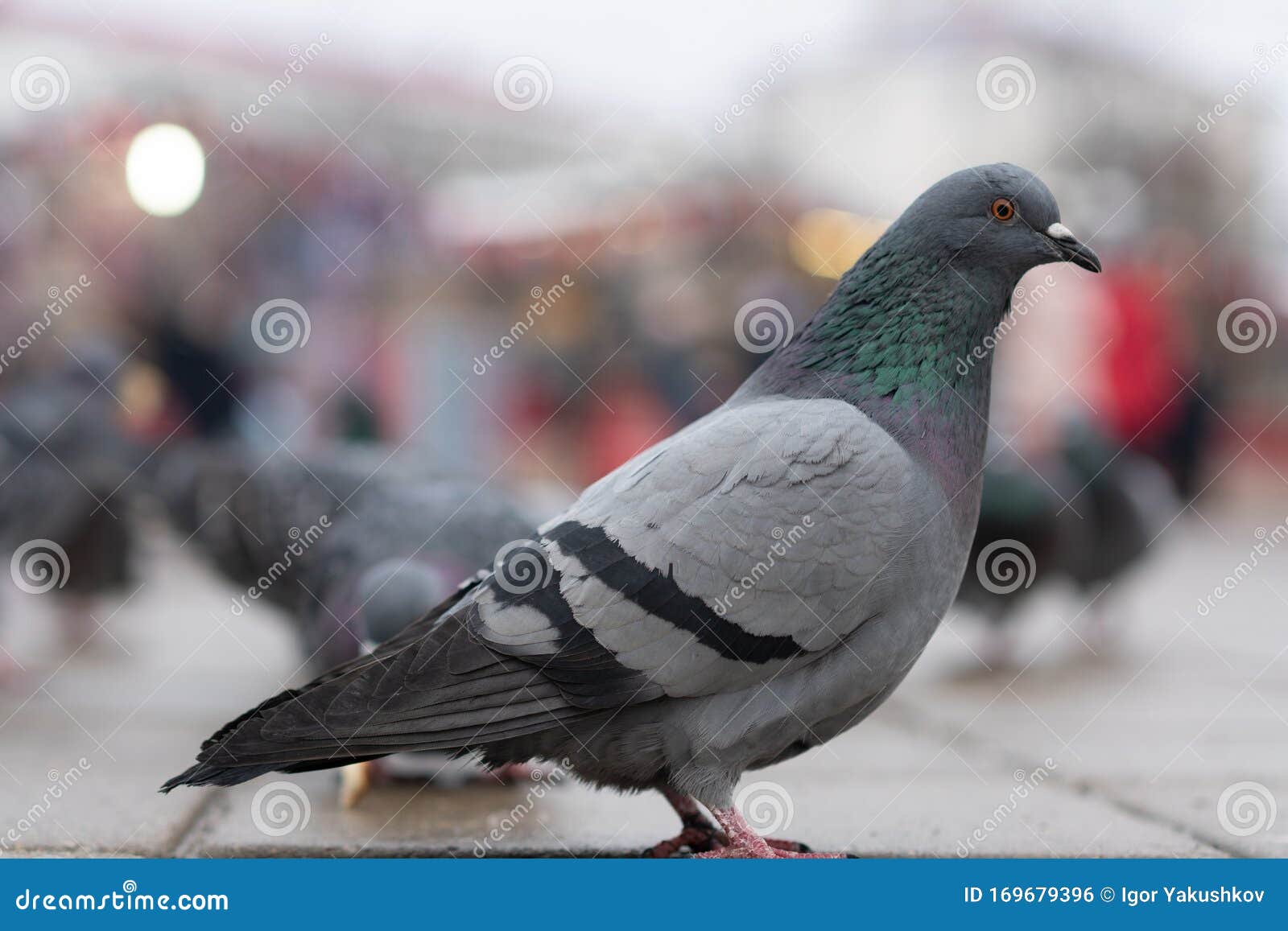 Gray pigeons on the square stock photo. Image of bird - 169679396
