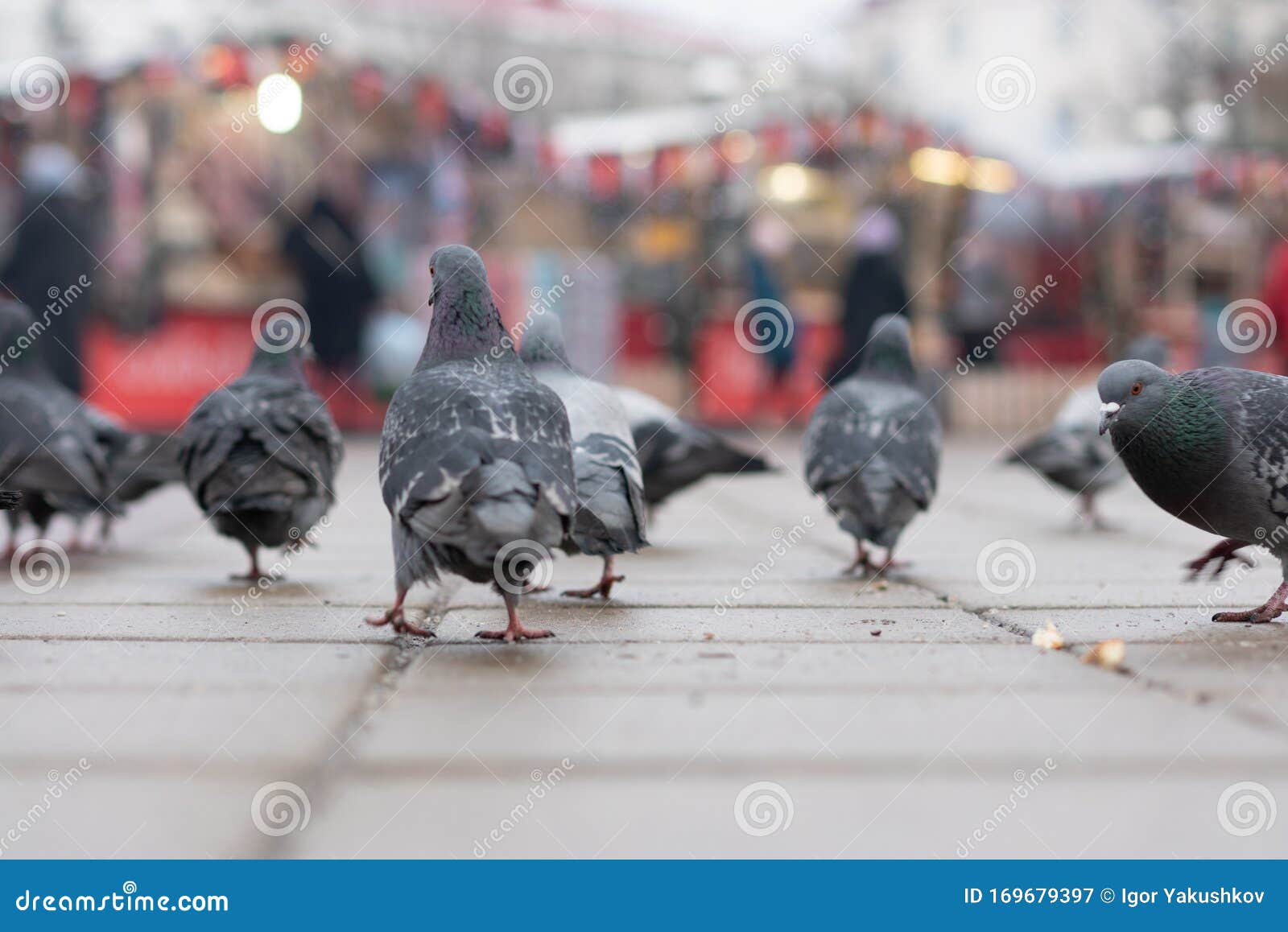 Gray pigeons on the square stock image. Image of square - 169679397