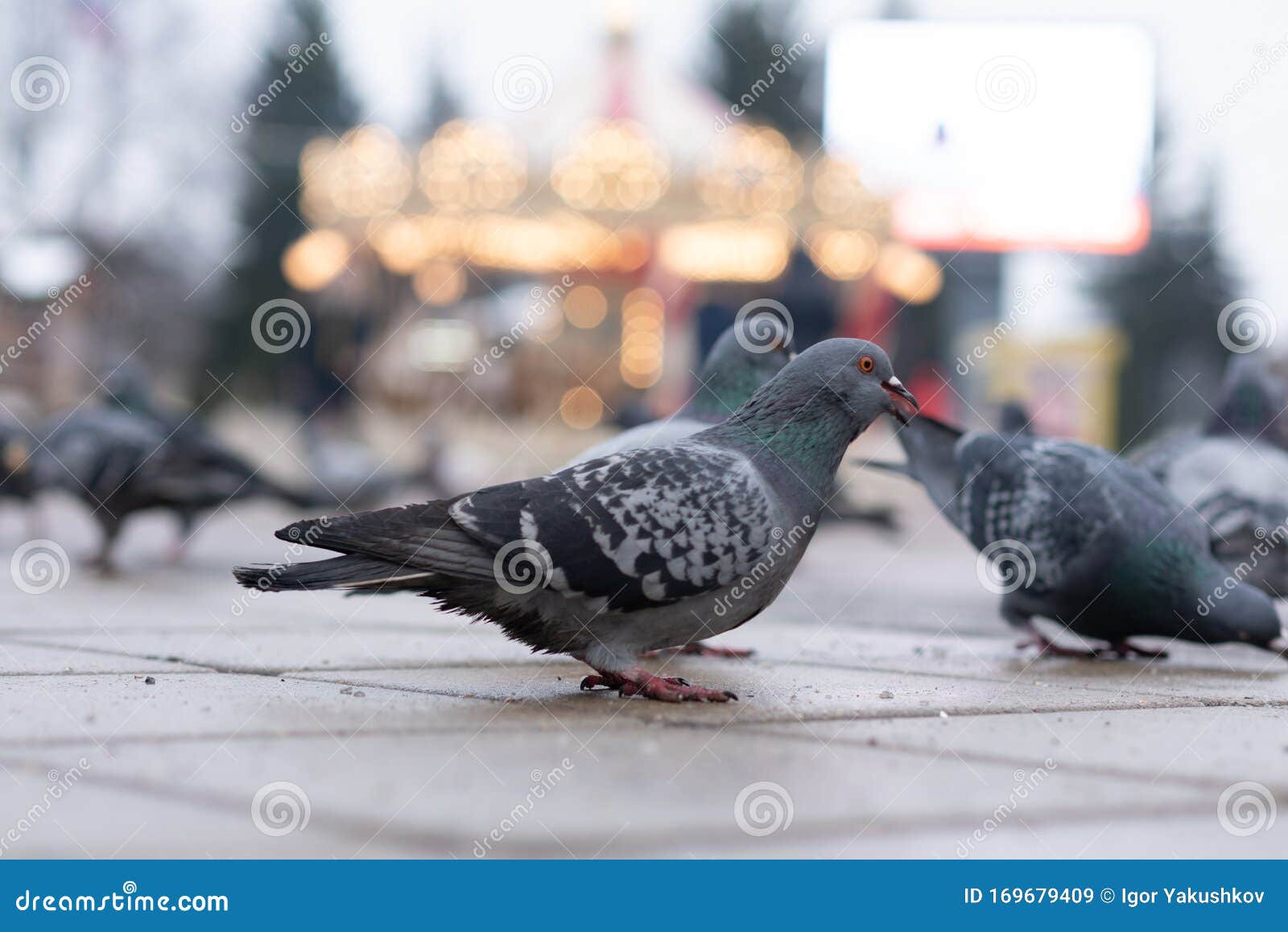 Gray pigeons on the square stock image. Image of wildlife - 169679409