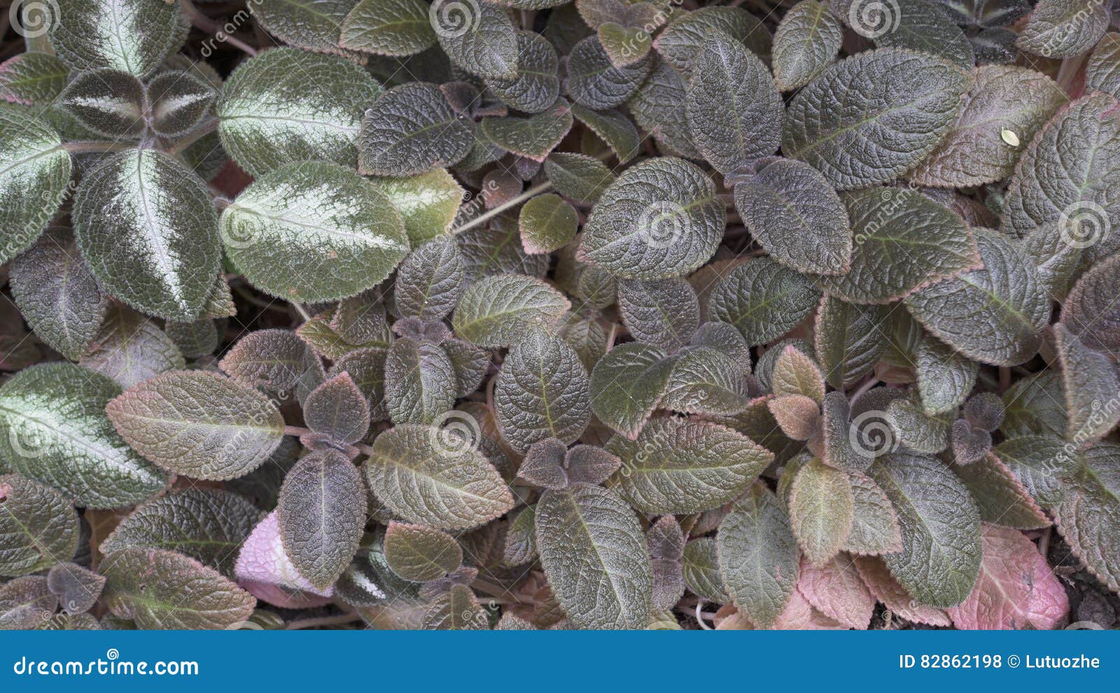 Gray Plant Leaves Background Stock Photo - Image of travel ...