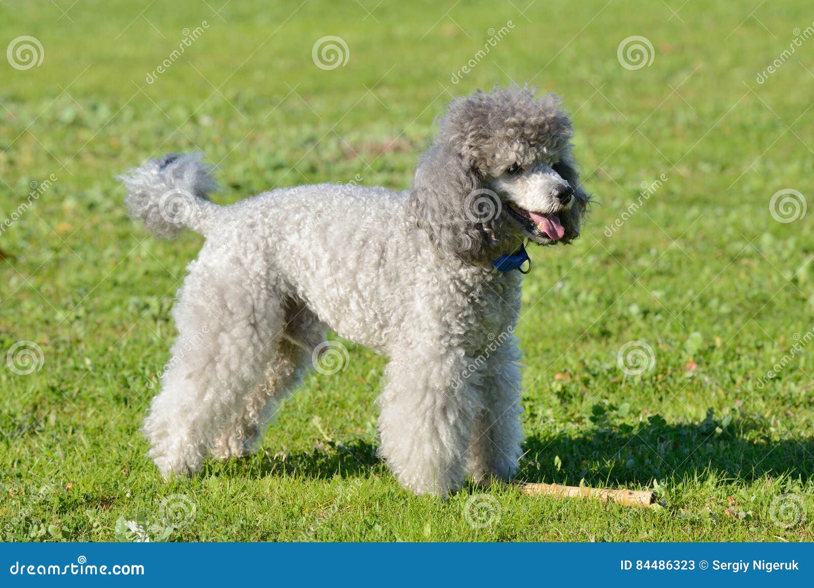 Gray Poodle on a Green Lawn Stock Image - Image of cute, silver: 84486323