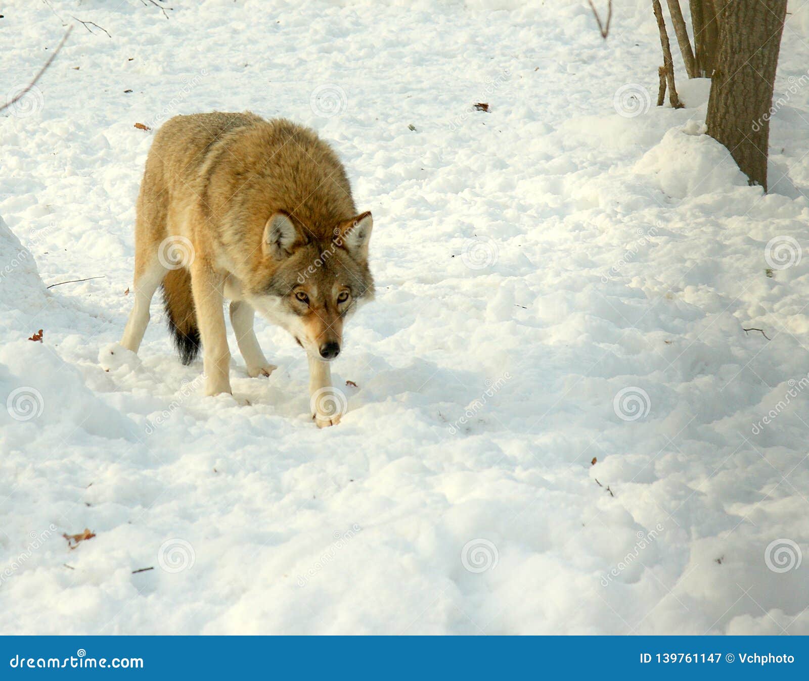 The Gray Predator Came for Hunting Stock Image - Image of black, beauty ...