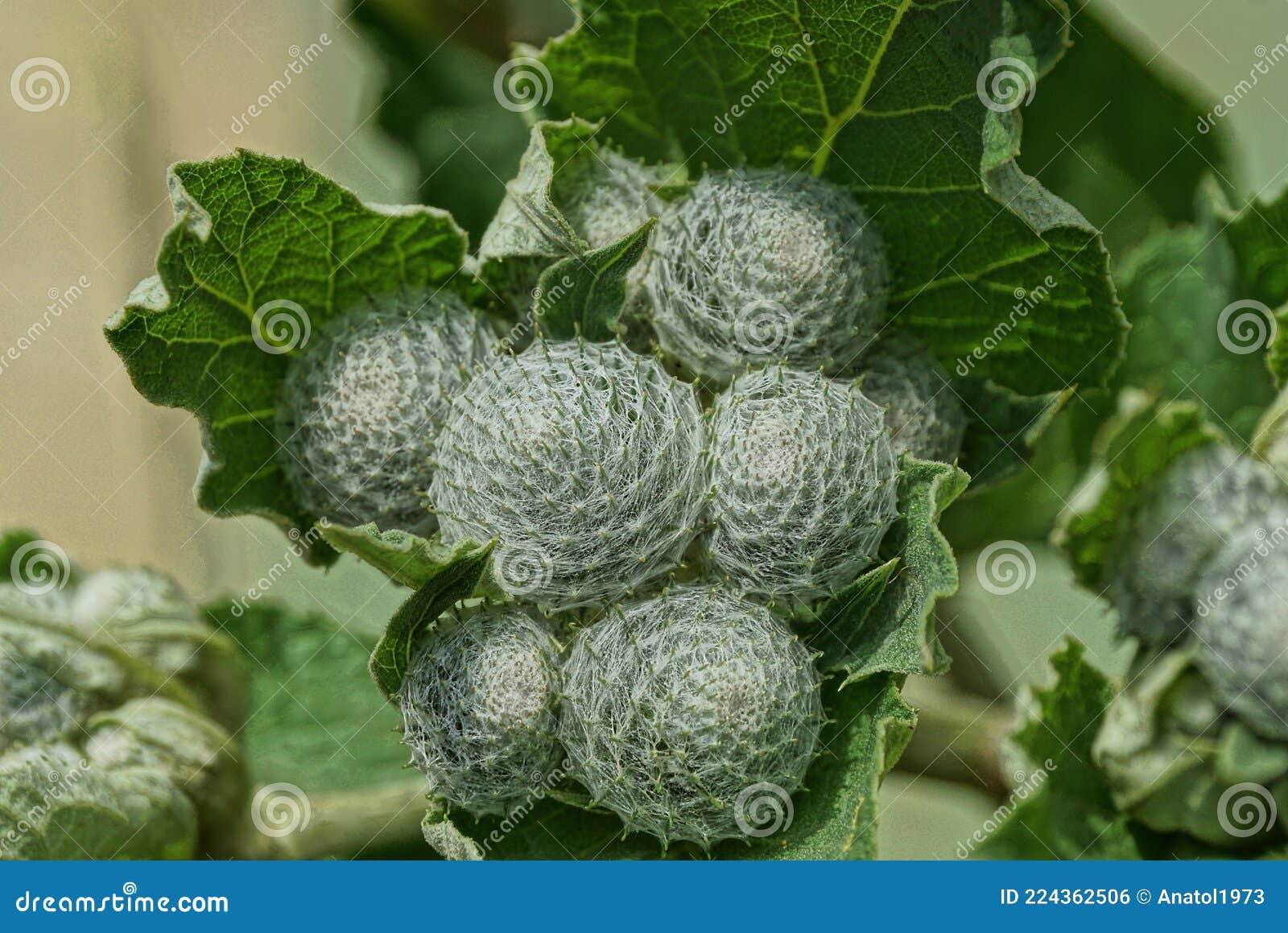 Gray Prickly Burdock Buds on a Green Stalk Stock Photo - Image of ...