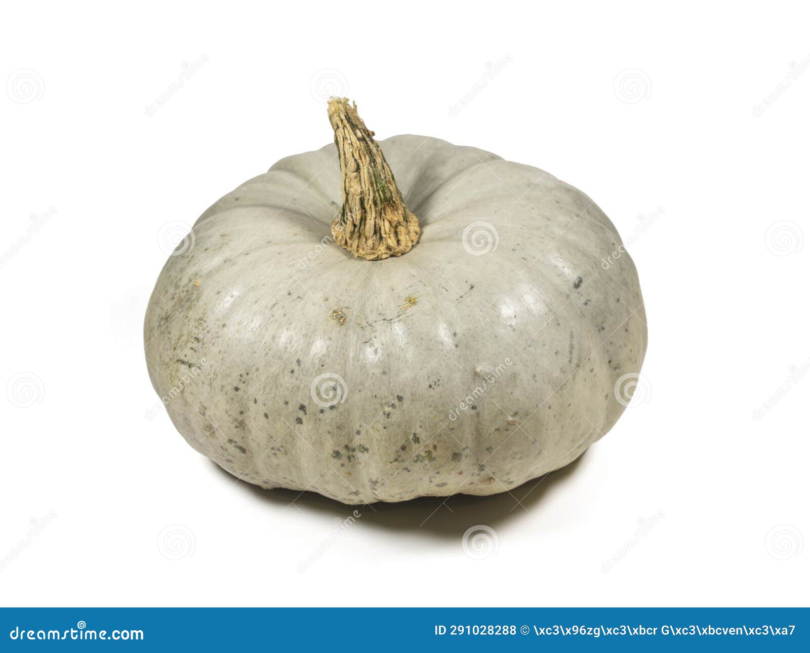 Gray Pumpkin Isolated on White Background Stock Photo - Image of ...
