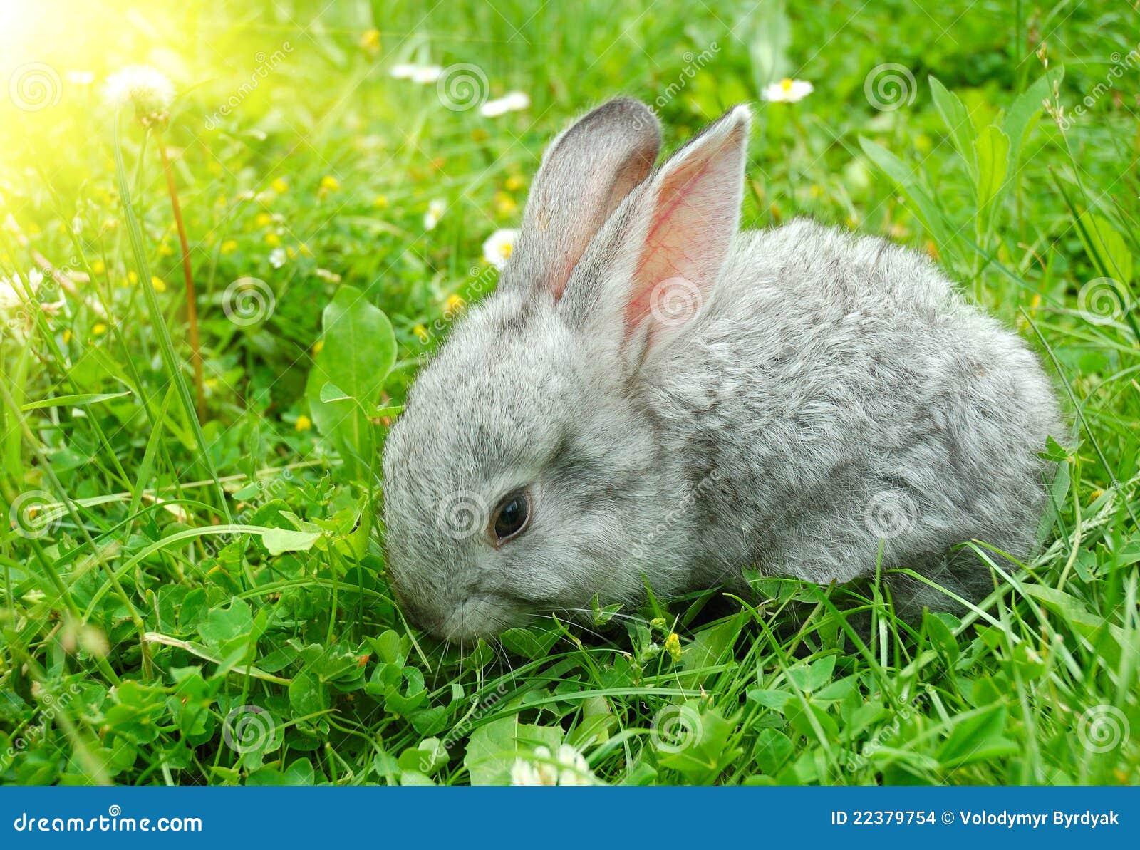 Gray rabbit stock photo. Image of creature, lying, brown - 22379754