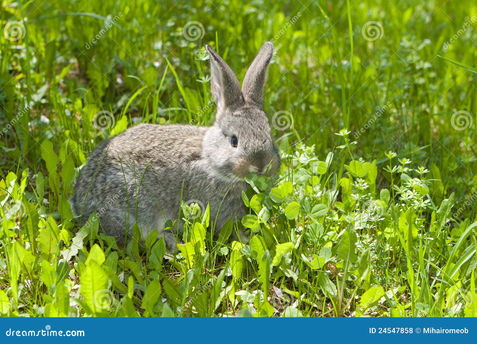 Gray Rabbit stock photo. Image of sweet, plant, spring - 24547858