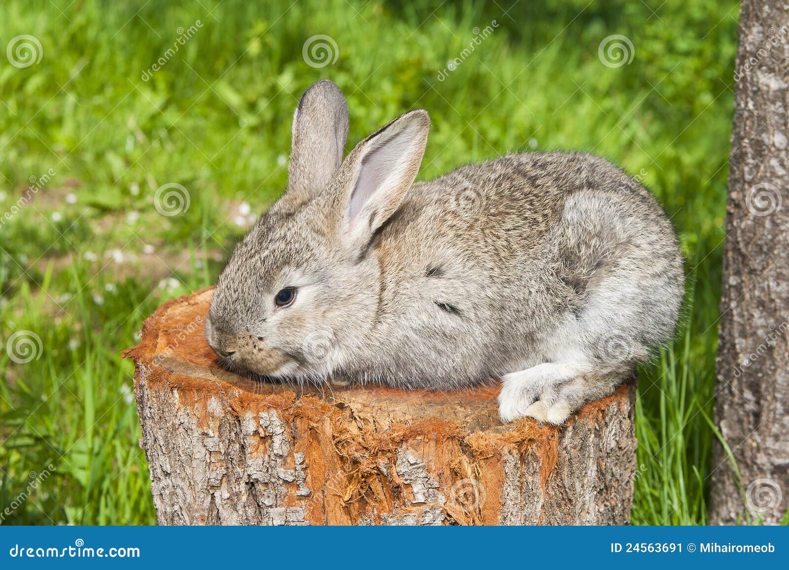 Gray Rabbit stock image. Image of field, young, cute - 24563691