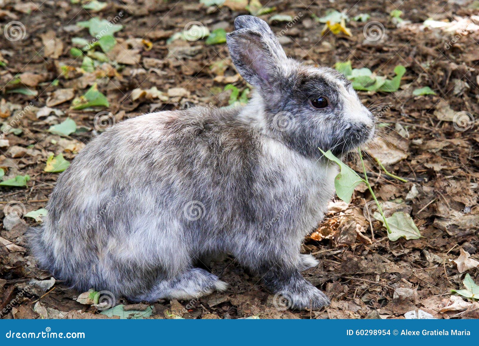 Gray rabbit stock photo. Image of ears, easter, pretty - 60298954