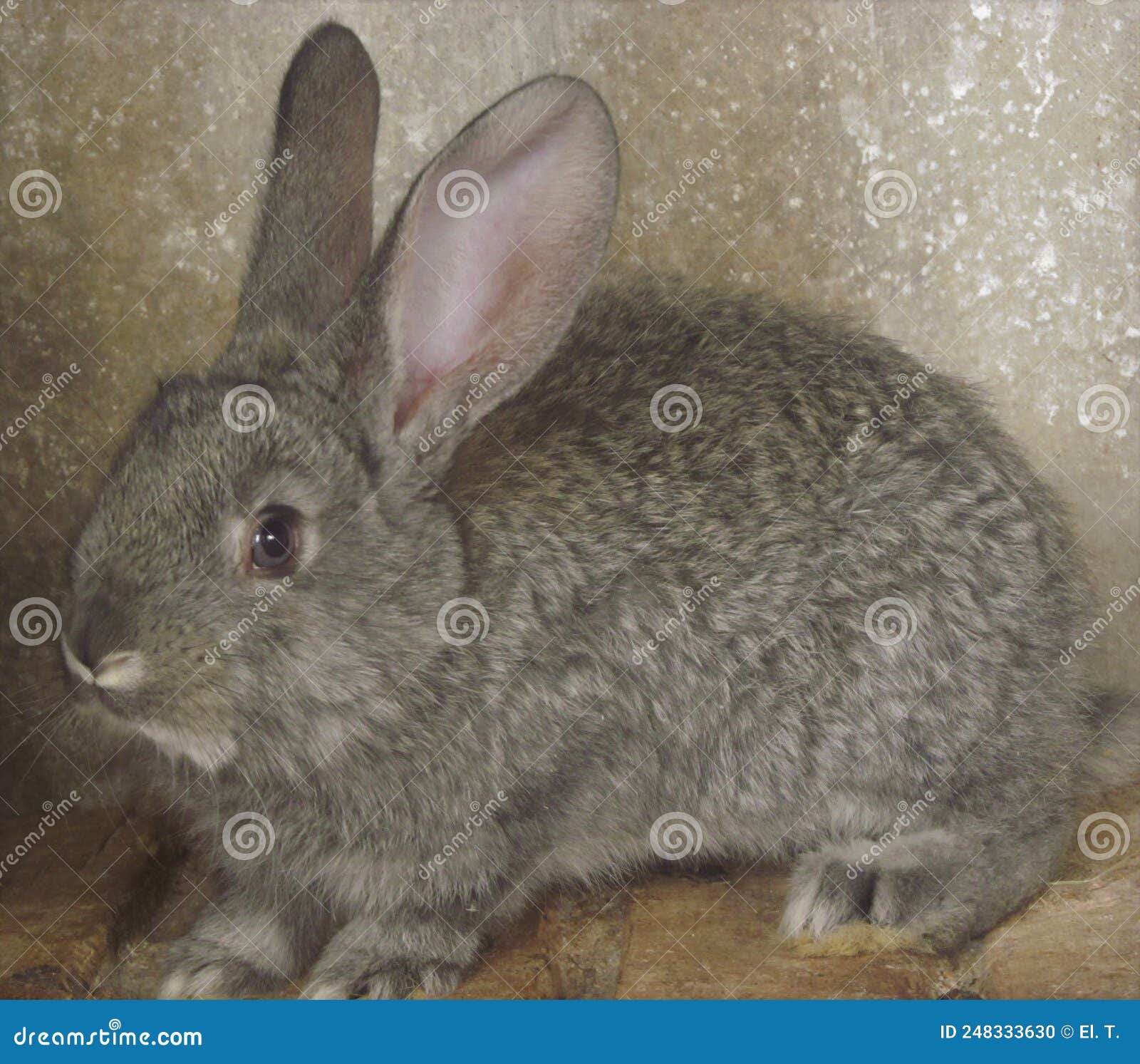 Gray rabbit with blue eyes stock photo. Image of animal - 248333630