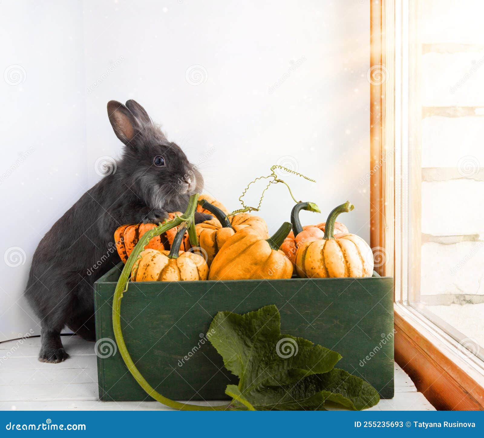 Gray Rabbit with a Box of Pumpkins. Harvest. Stock Image - Image of ...