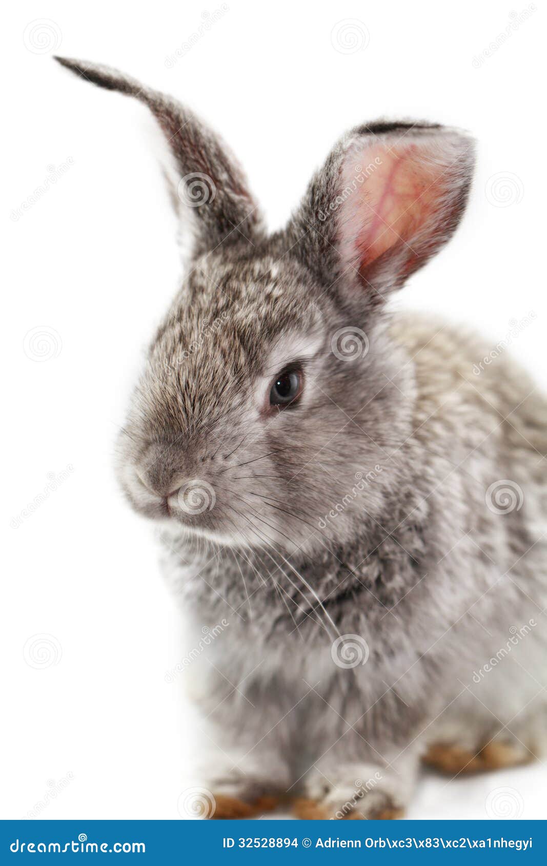 Gray rabbit stock photo. Image of hairy, blue, look, fluffy - 32528894