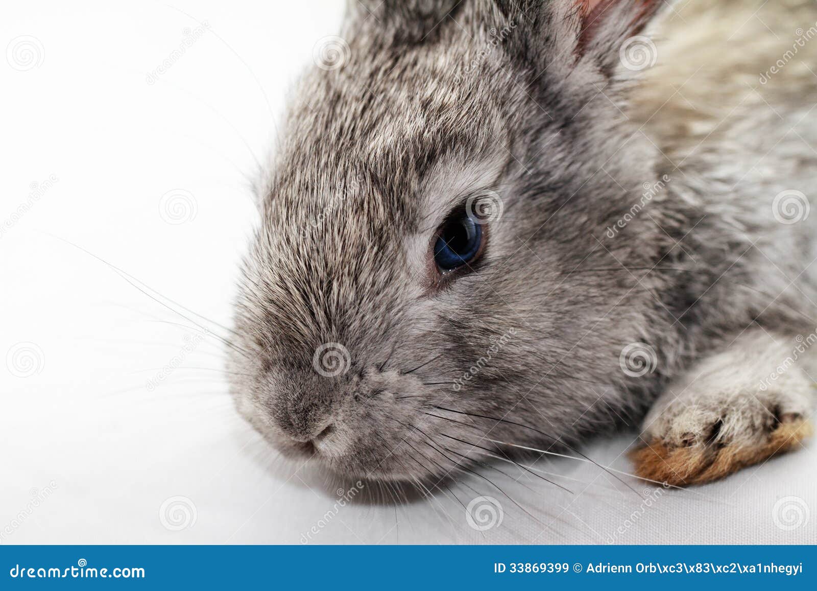 Gray rabbit stock image. Image of bunny, little, mammals - 33869399