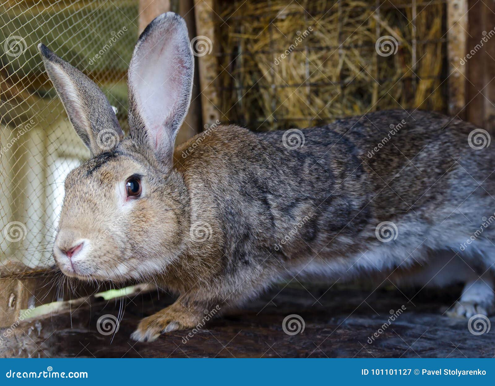 Gray rabbit in a cage stock image. Image of face, grass - 101101127