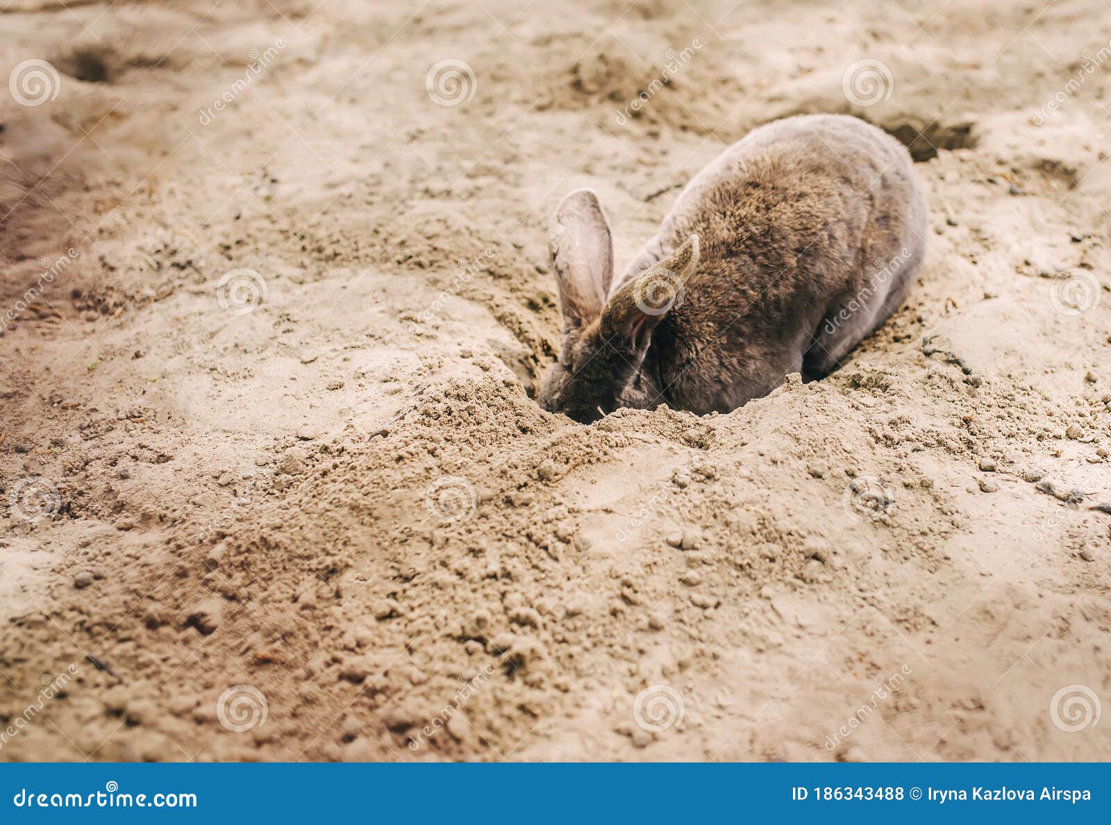 The gray rabbit is digging stock photo. Image of paws - 186343488