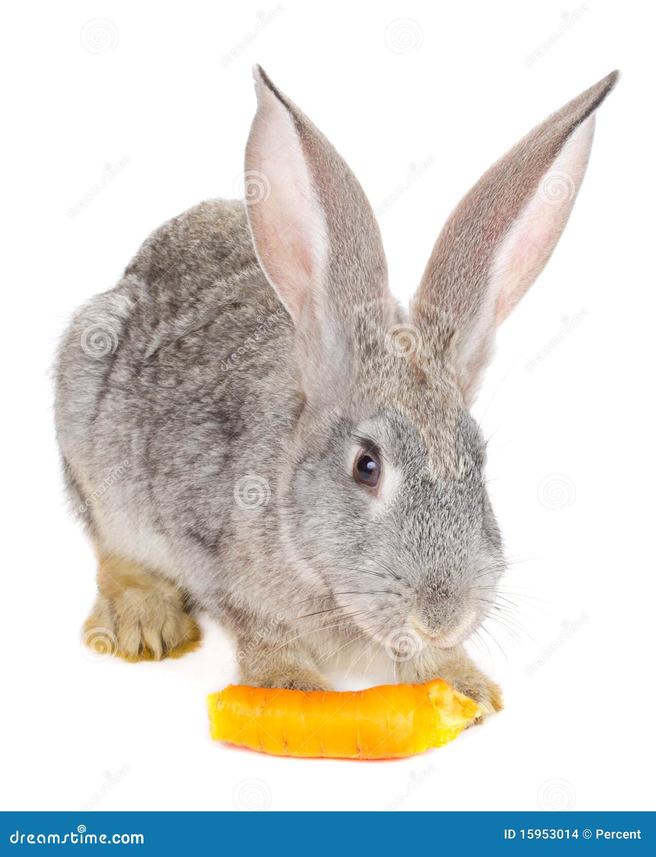 Gray Rabbit Eating the Carrot Stock Photo - Image of face, bright: 15953014