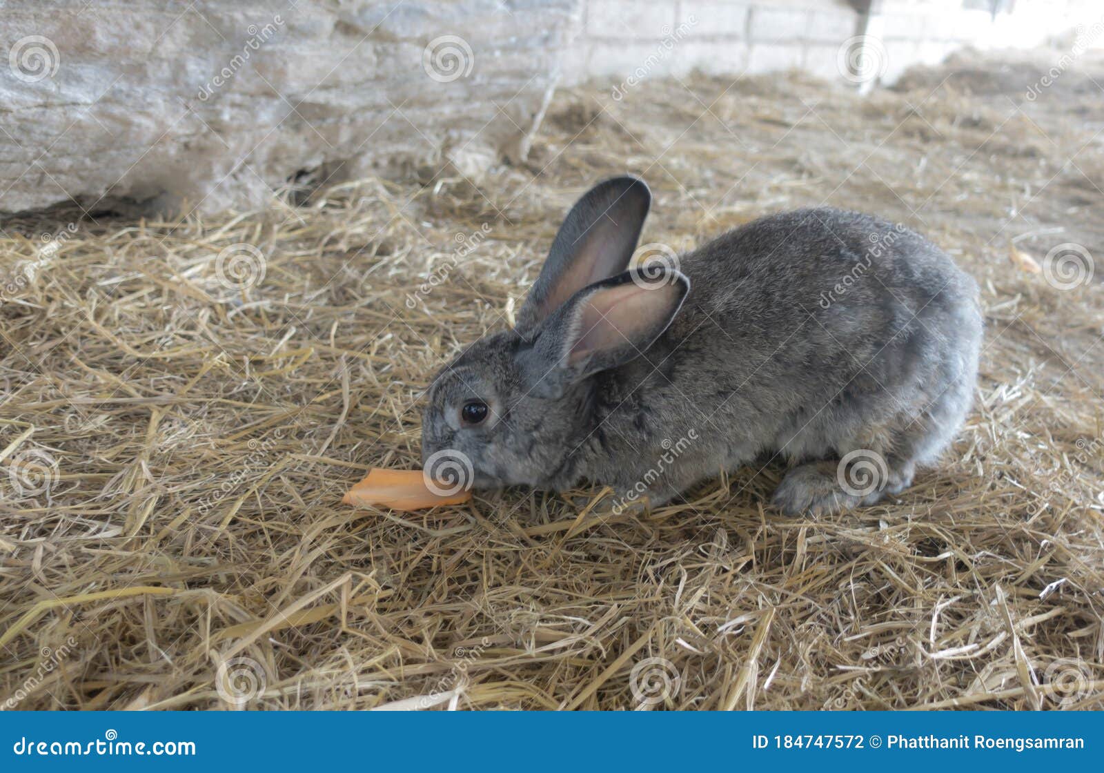 A Gray Rabbit Eating Carrots on Straw Floor Stock Photo - Image of ...