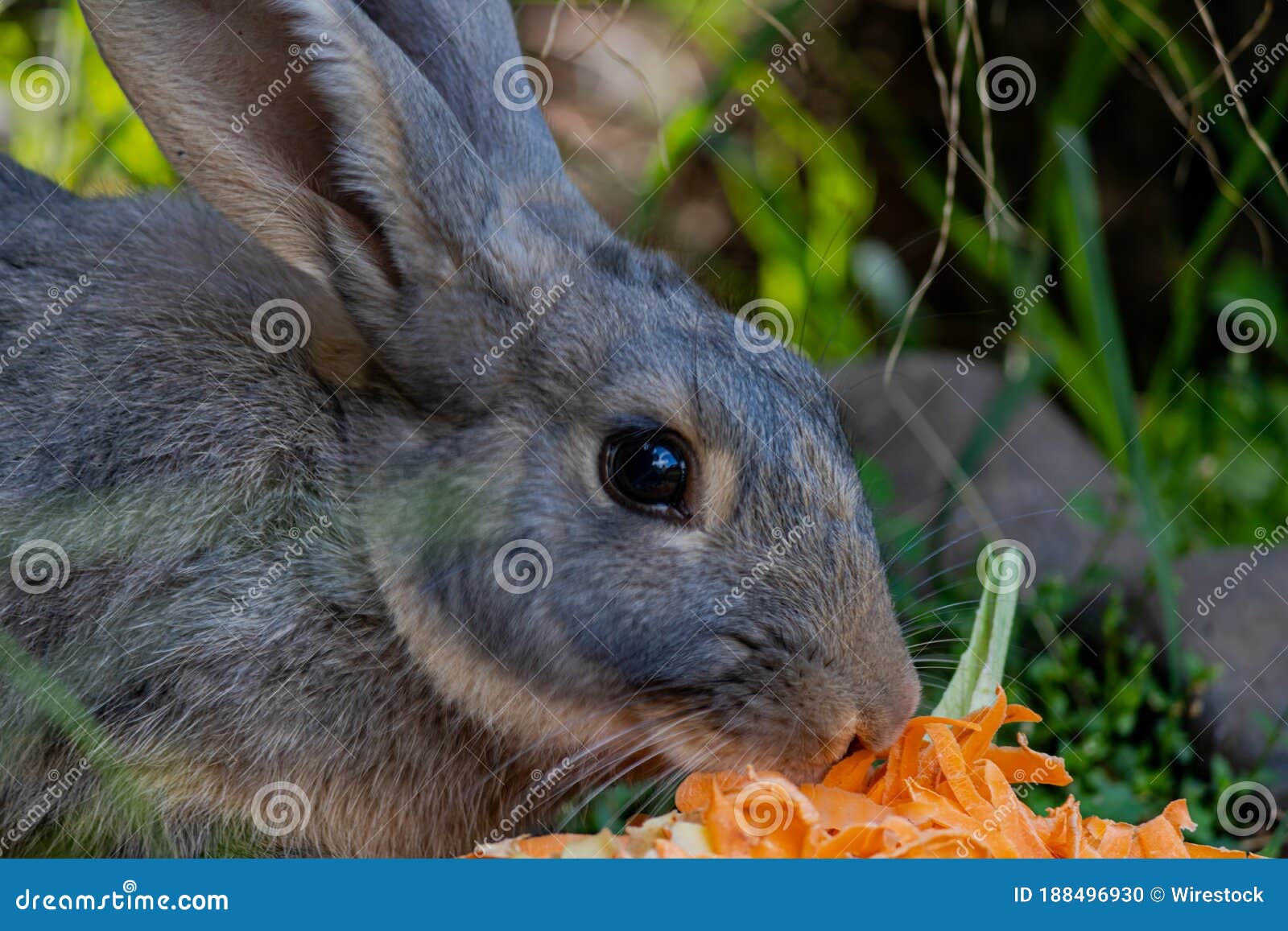 Gray Rabbit Eating Sliced Carrot and Cabbage from a Red Plastic Bowl ...