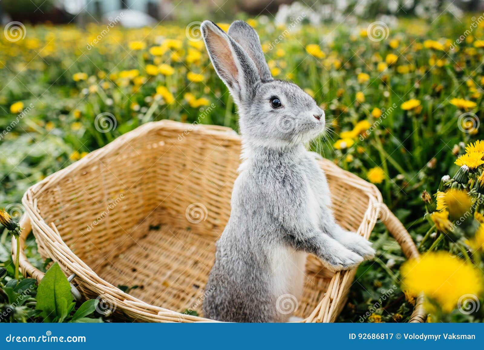 Gray rabbit in the garden stock image. Image of field - 92686817