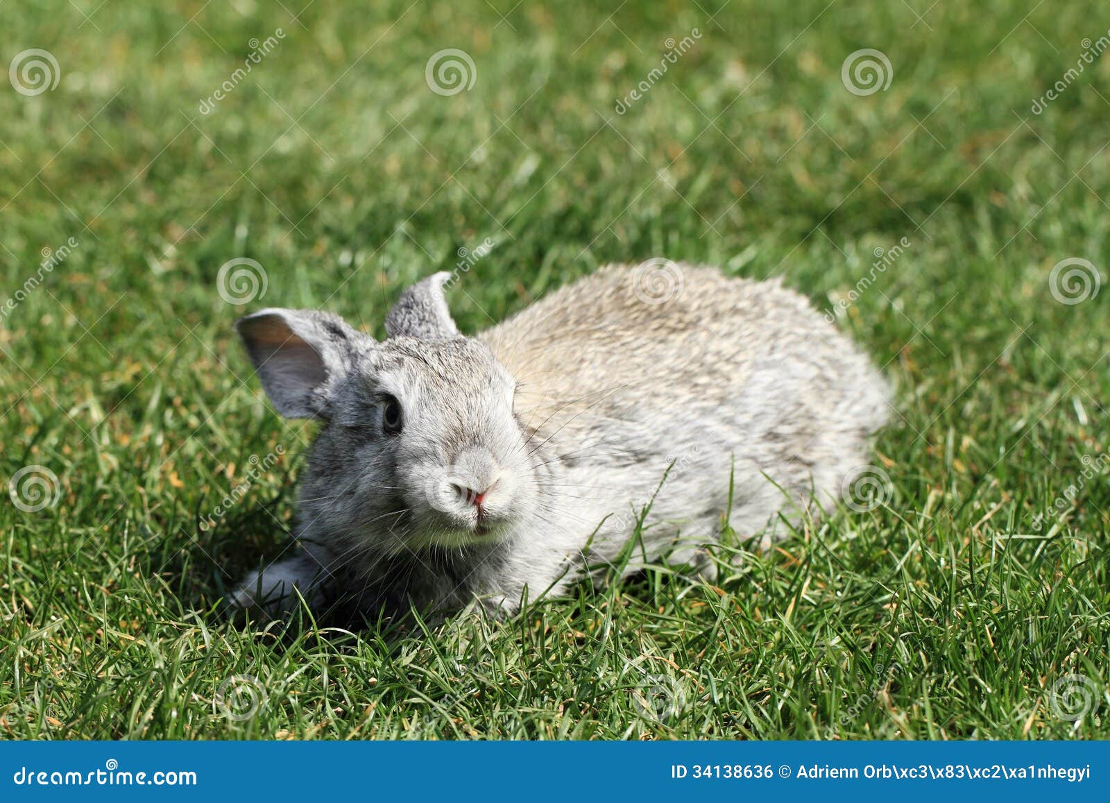 Gray rabbit stock photo. Image of beauty, gray, cute - 34138636