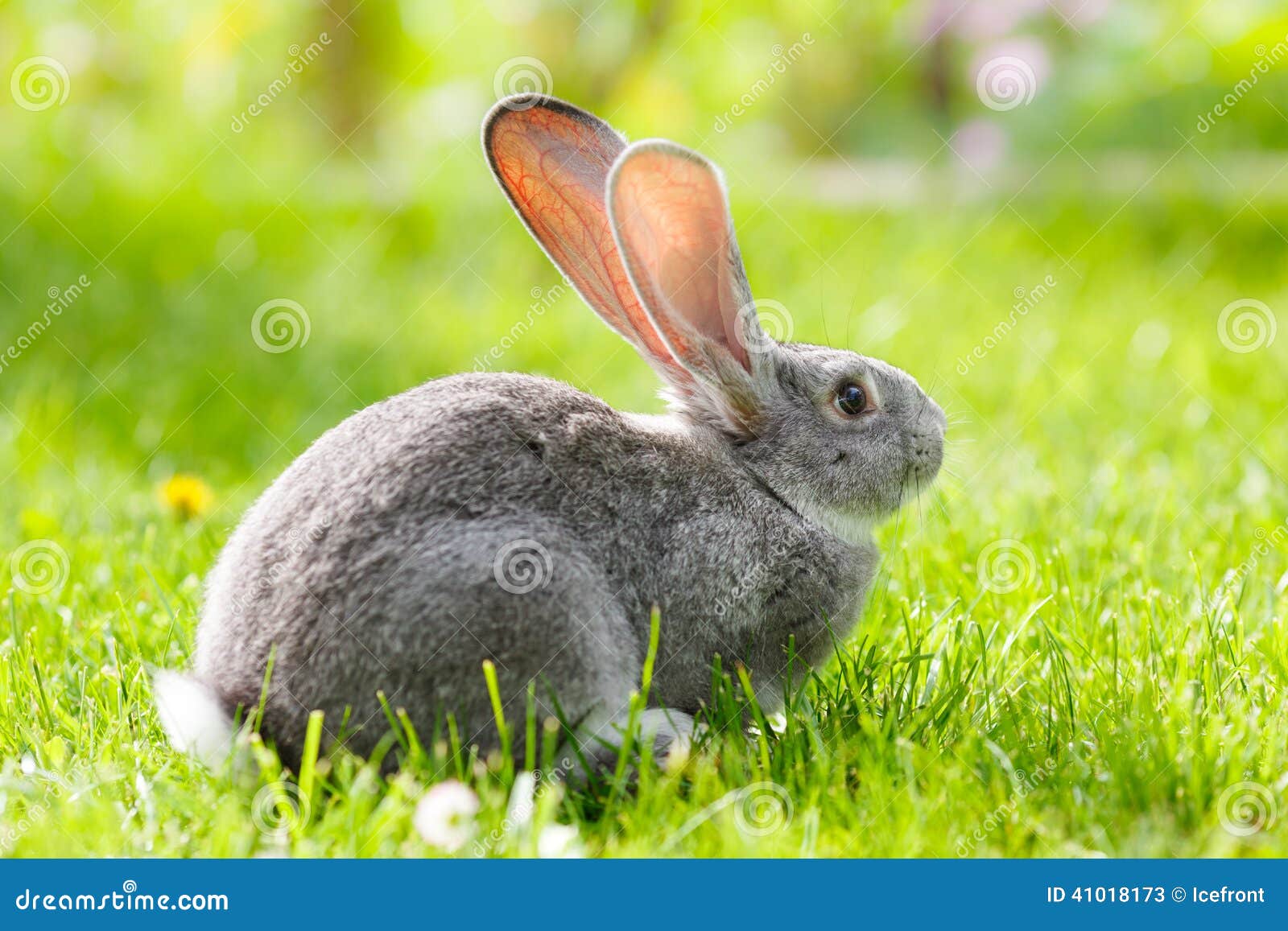 Rabbit On Green Grass Background Royalty-Free Stock Image ...