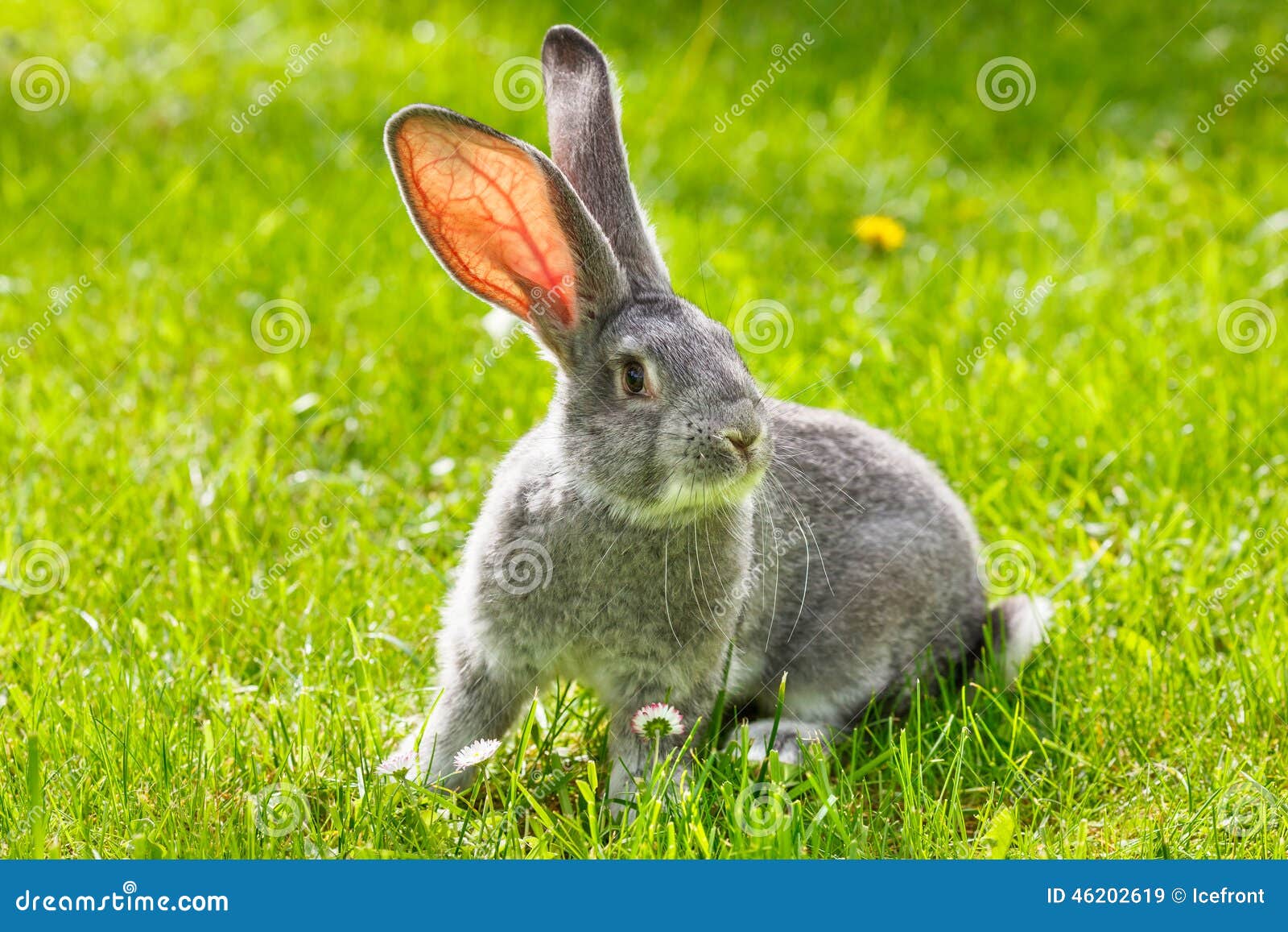 Gray rabbit in green grass stock image. Image of grass - 46202619