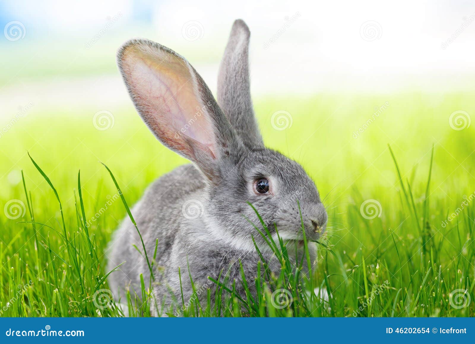 Gray rabbit in green grass stock photo. Image of ears - 46202654
