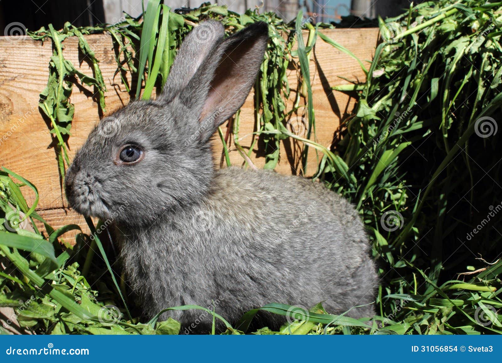 A gray rabbit. stock photo. Image of farm, animate, fluffy - 31056854