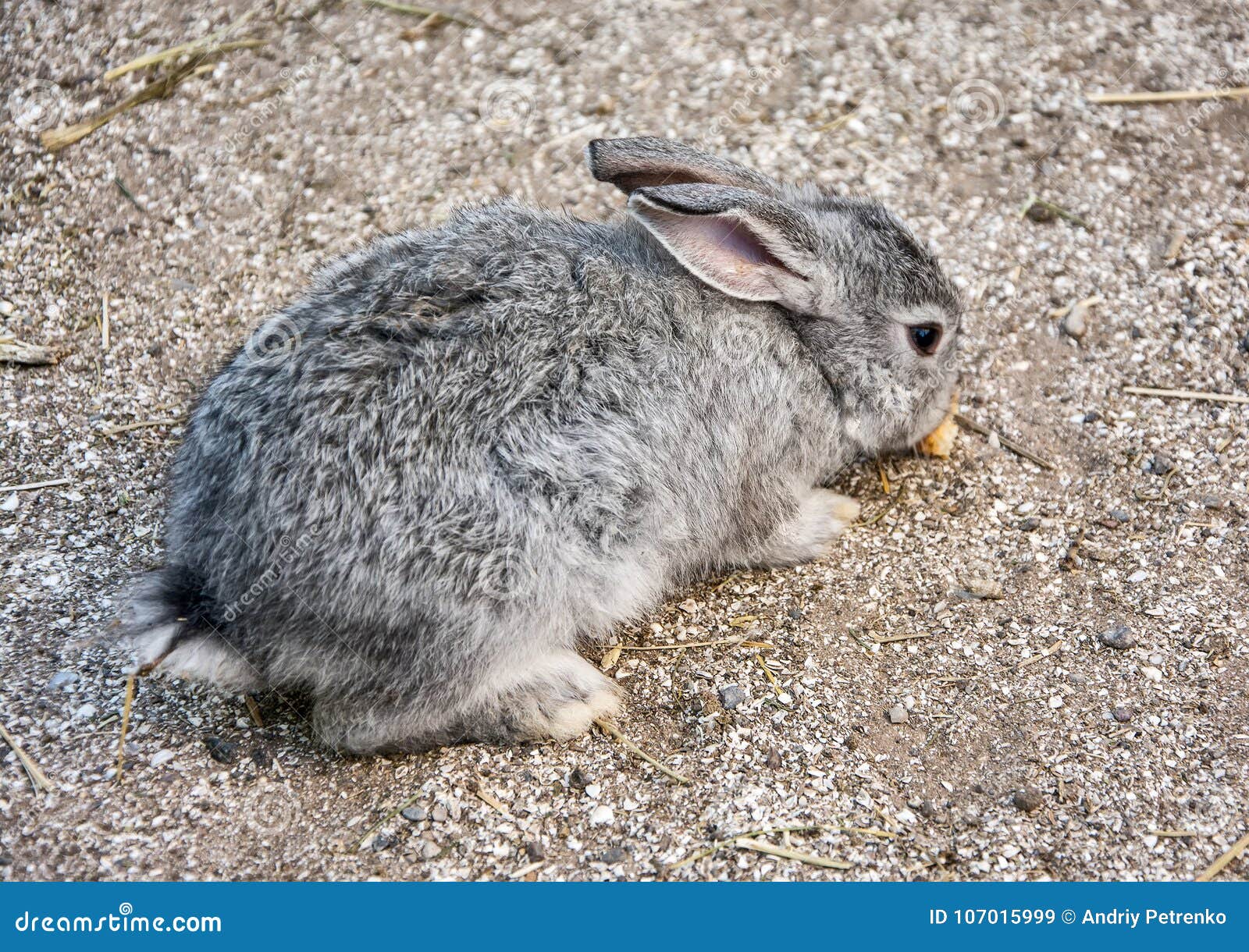 Gray rabbit on the ground stock image. Image of bunny - 107015999