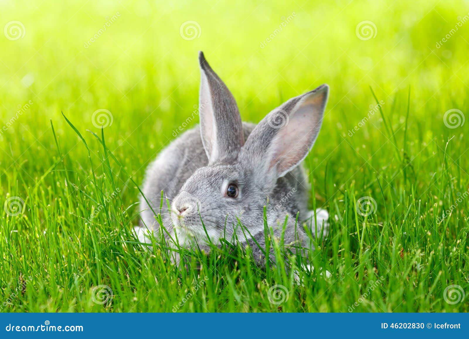 Gray Rabbit Stock Image | CartoonDealer.com #31685575