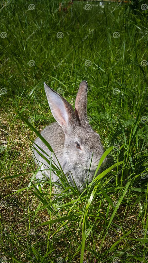 Gray Rabbit Hiding on Green Spring Grass. Stock Photo - Image of cute ...