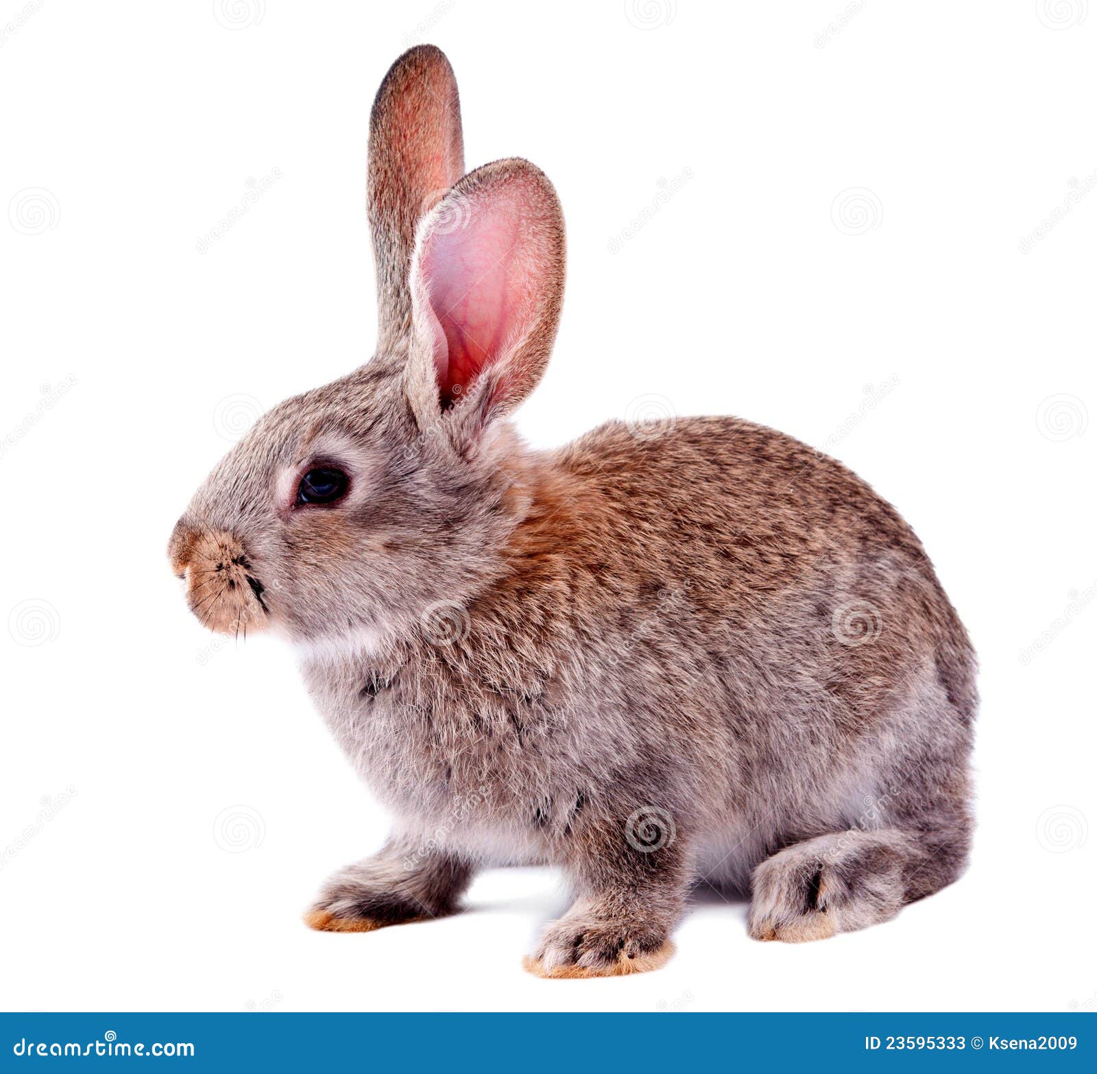 Gray rabbit isolated stock image. Image of furry, close - 23595333