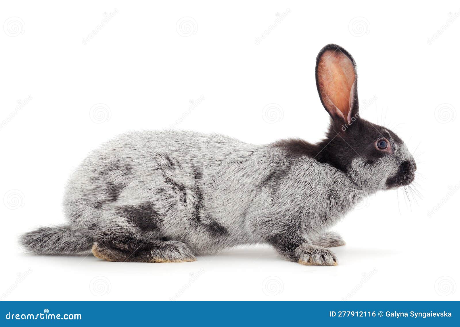 Gray rabbit isolated stock illustration. Illustration of single - 277912116
