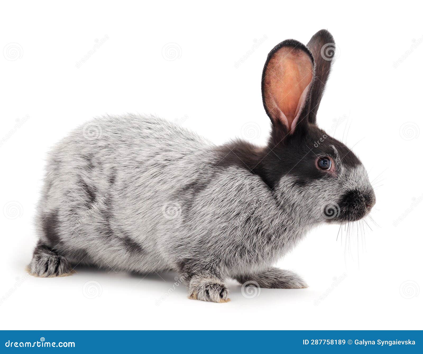 Gray rabbit isolated stock image. Image of hare, single - 287758189
