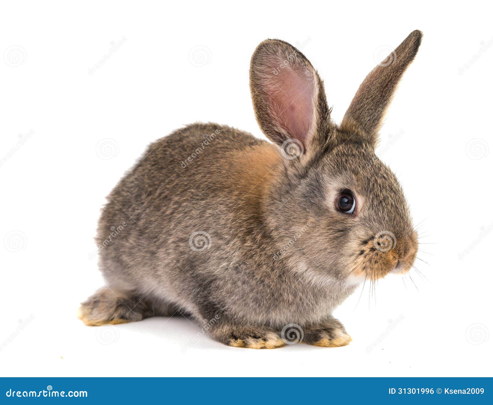 Gray rabbit isolated stock photo. Image of paws, isolated - 31301996