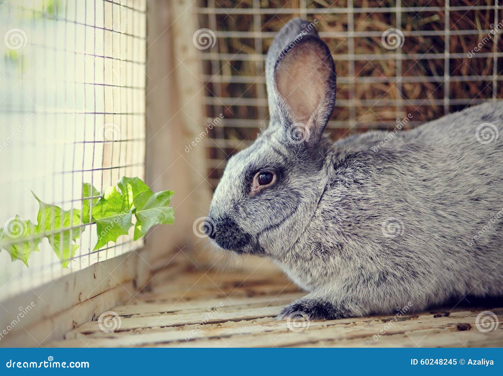 Gray Rabbit and Leaf of a Dandelion. Stock Image - Image of rodent ...