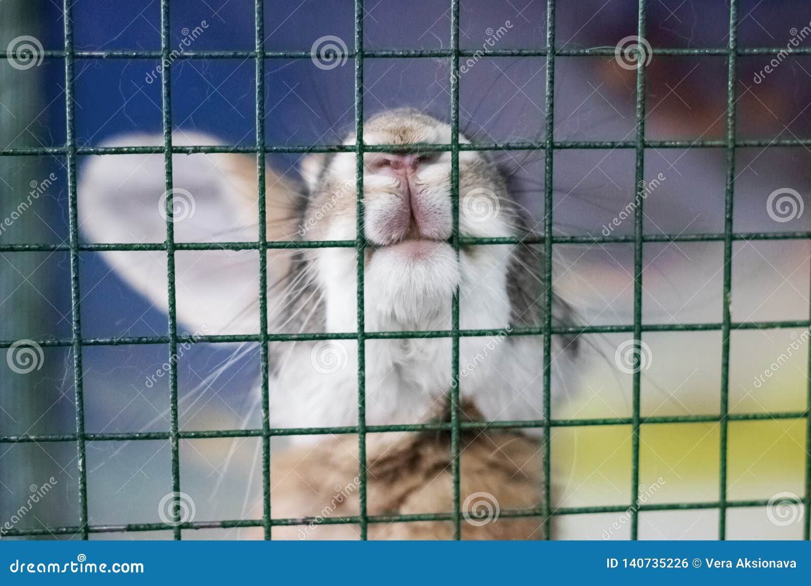 Gray Rabbit Nibbles a Cage Close Up Stock Photo - Image of nibbling ...