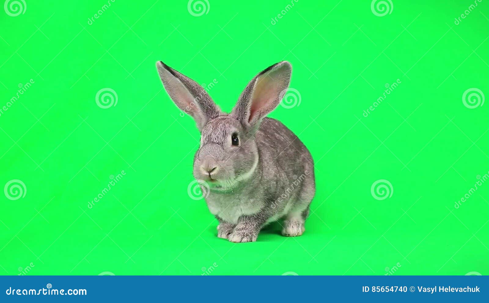 Green Screen Rabbit Stock Footage & Videos - 542 Stock Videos