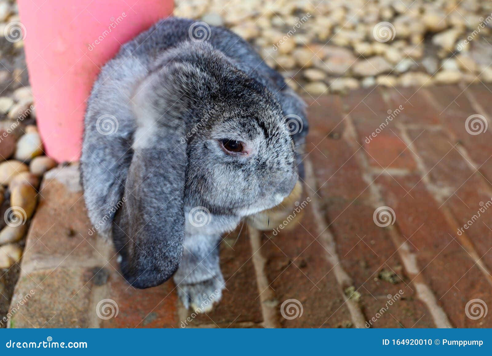 Gray Rabbit Sit Down on the Rock Stock Photo - Image of cute, pretty ...