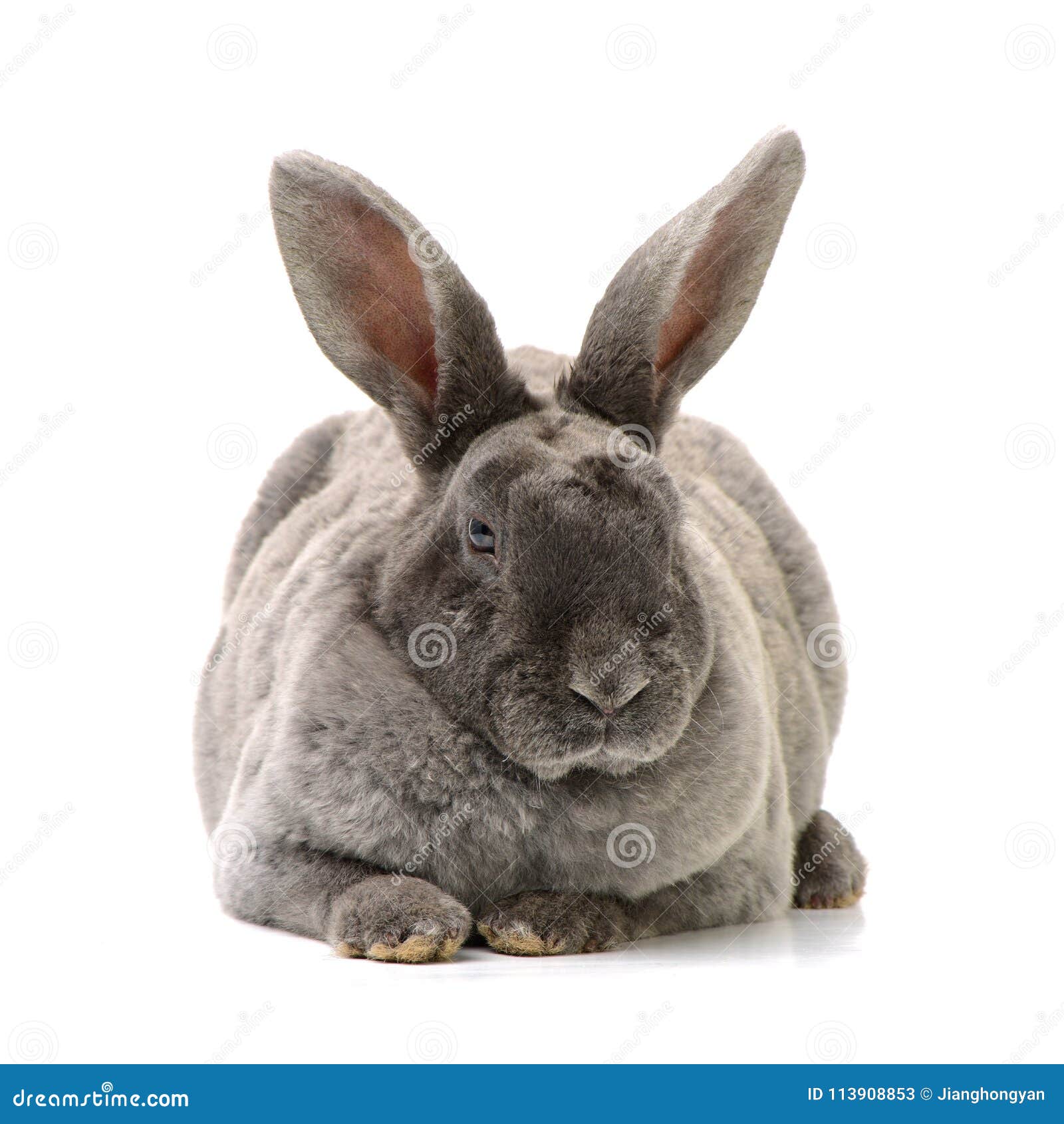 Gray rabbit sitting stock image. Image of clean, baby - 113908853