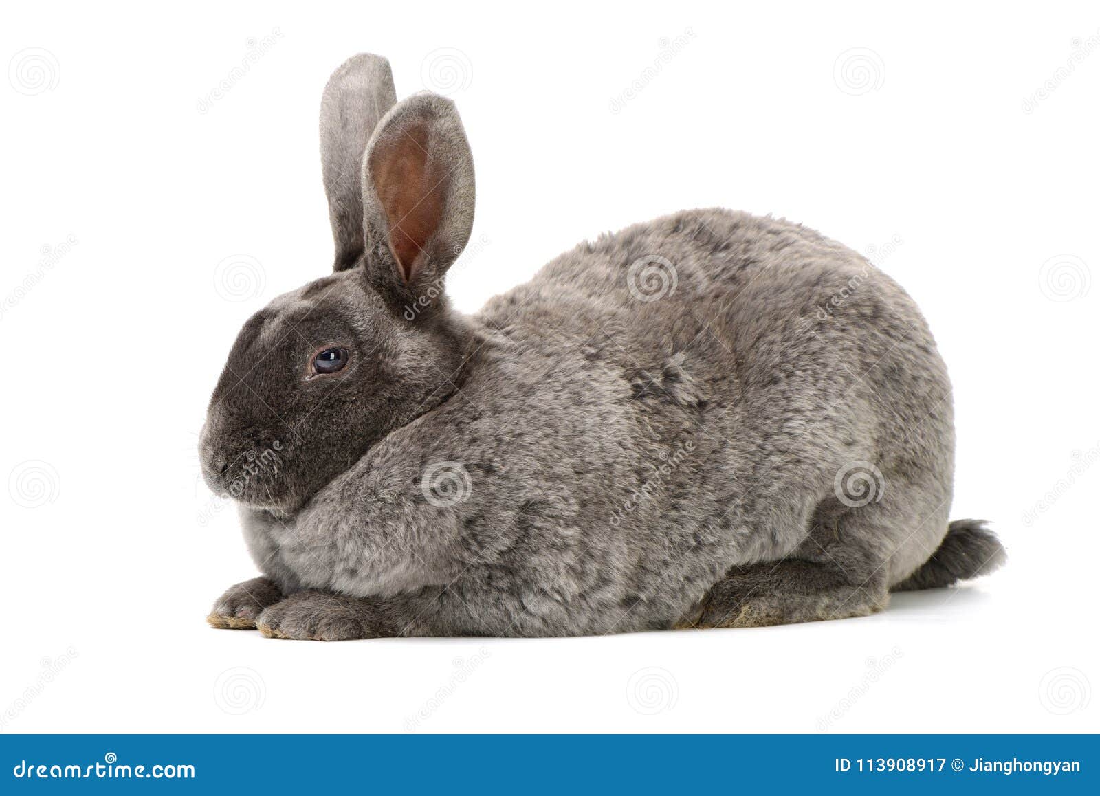 Gray rabbit sitting stock image. Image of rabbit, easter - 113908917
